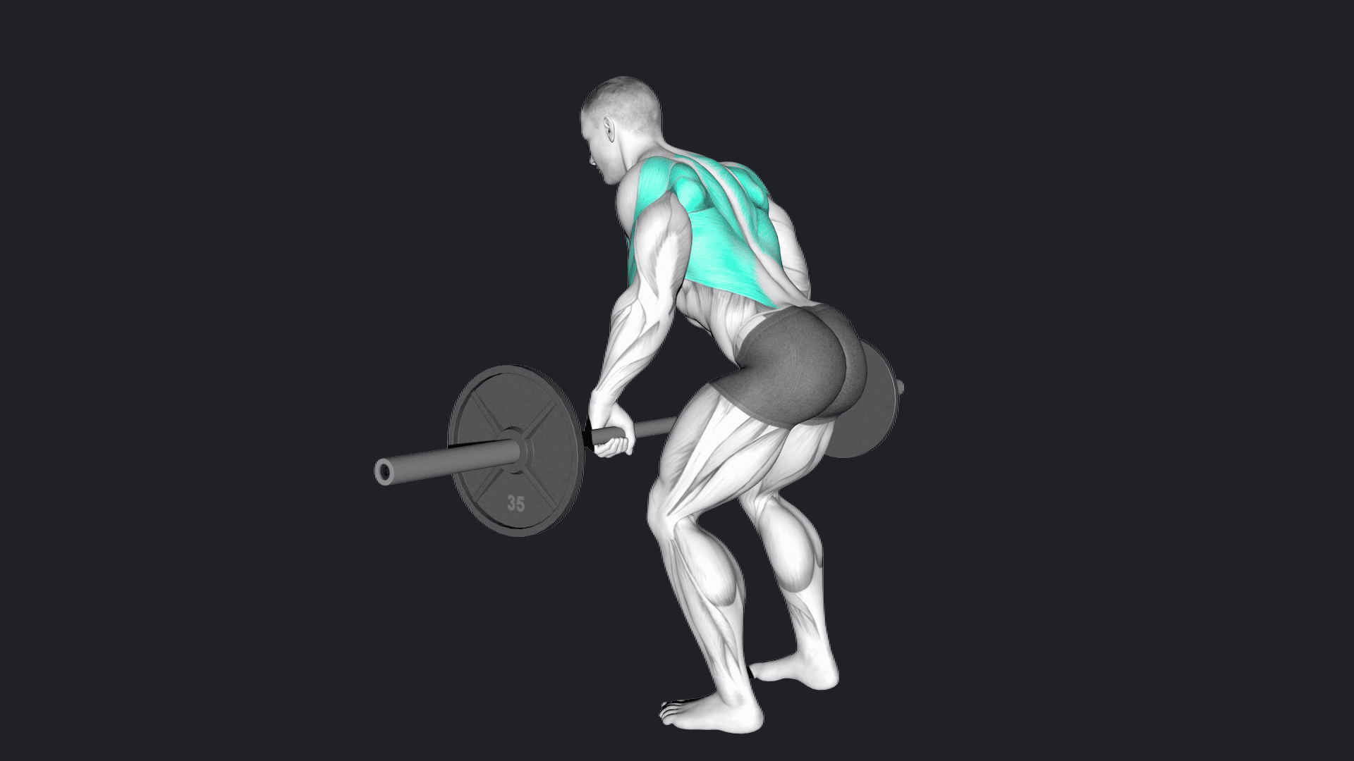 Barbell Row vs Hammer Strength PlateLoaded IsoLateral Row