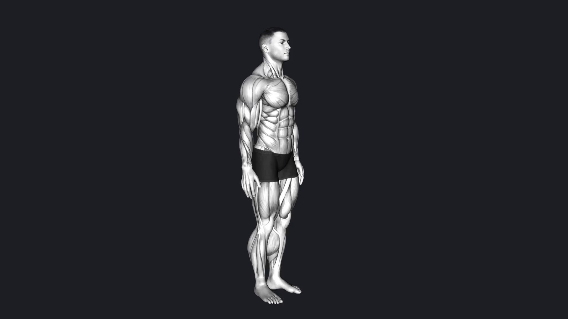 Standing Quadriceps Stretch - how to do, Alternatives, gif & More