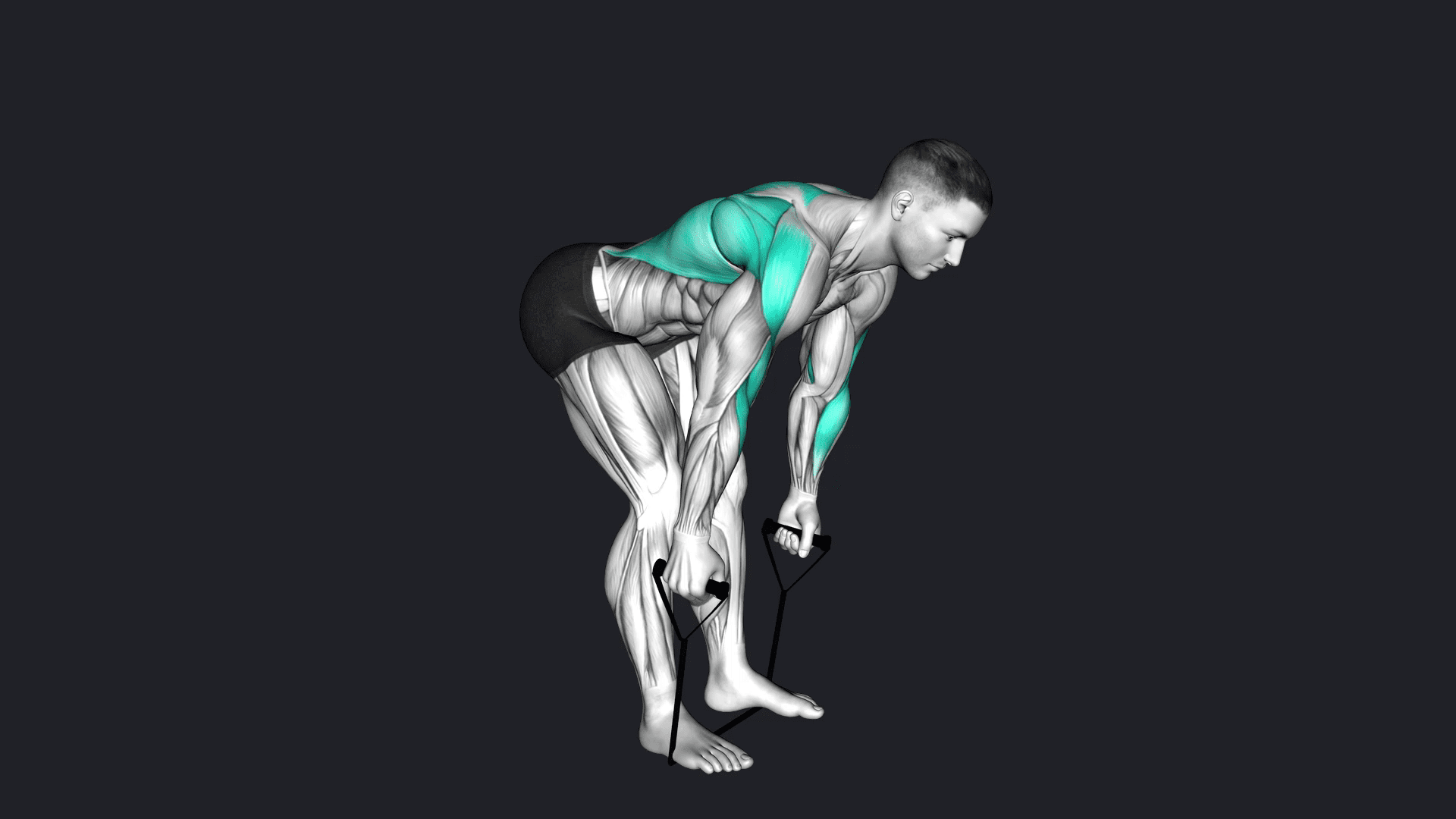 Band Bent Over Row - how to do, Alternatives, gif & More