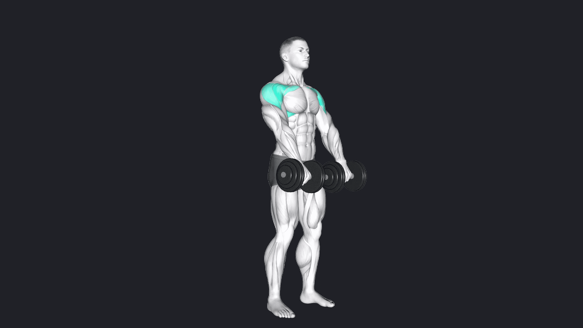 Dumbbell Front Raise - how to do, Alternatives, gif & More