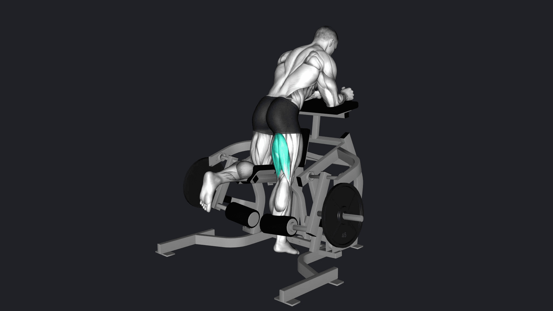 Standing Leg Curl vs Standing Calf Raise Machine