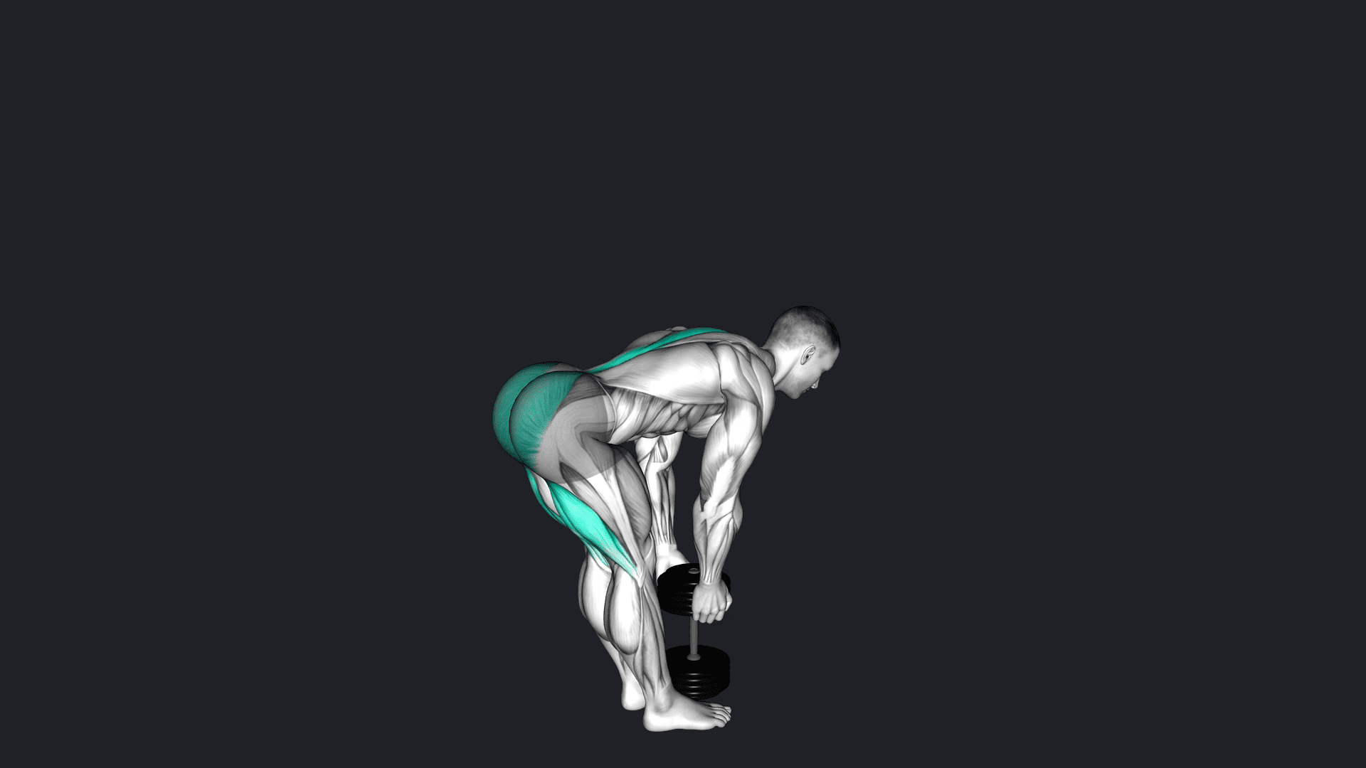 Dumbbell Stiff Leg Deadlift - how to do, Alternatives, gif & More