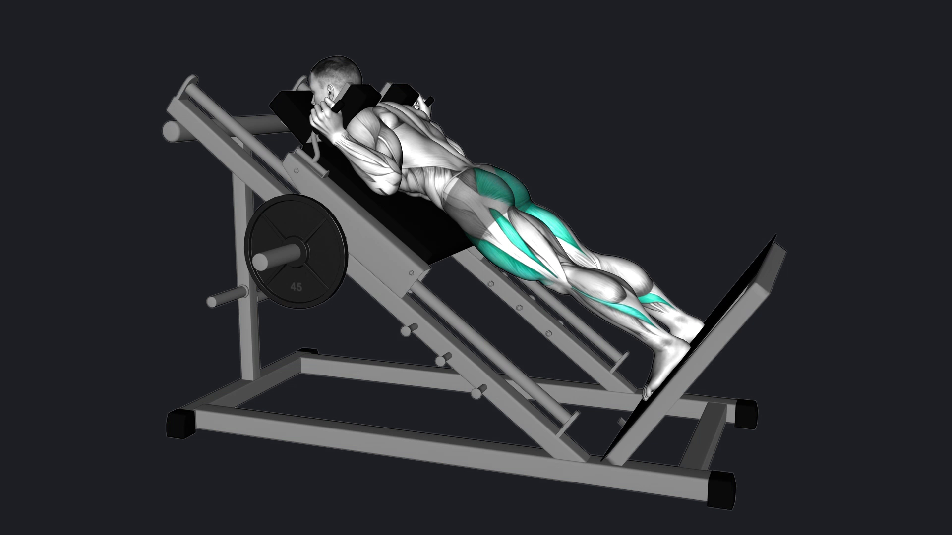 Reverse Hack Squat - how to do, Alternatives, gif & More