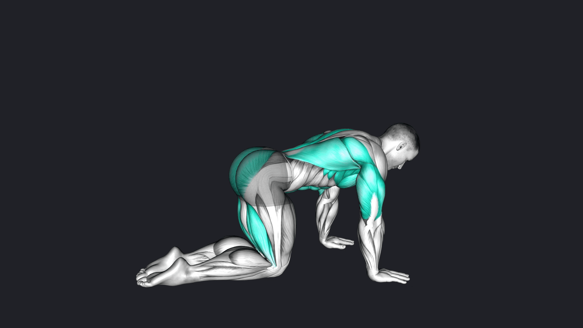 Bird Dog vs The One Leg Stretch