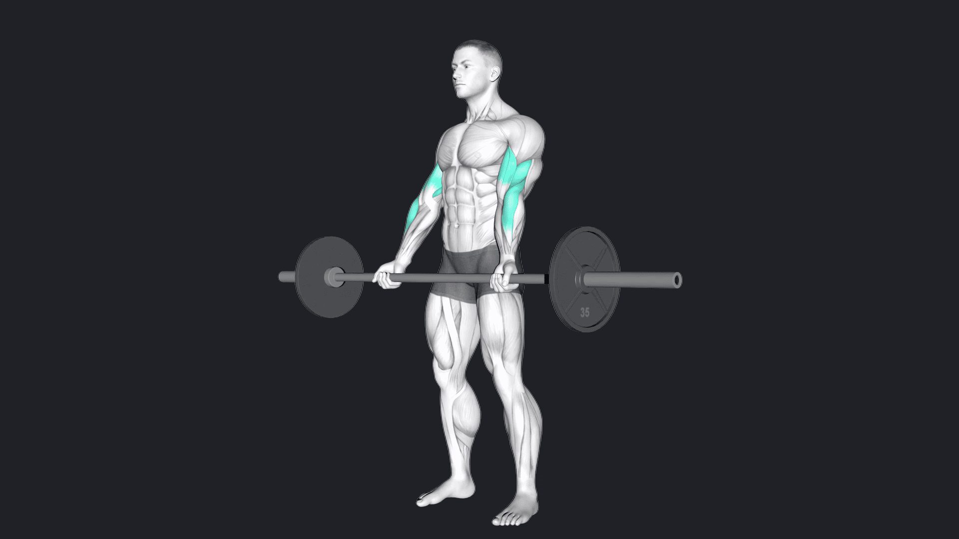 Barbell Bicep Curl - how to do, Alternatives, gif & More