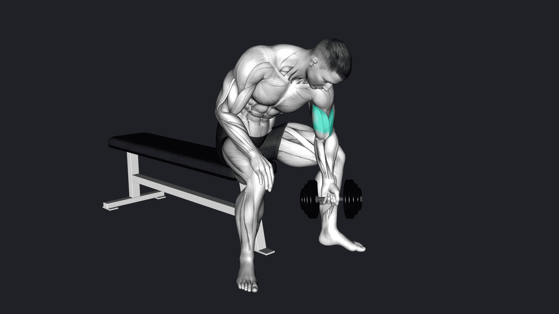Concentration Curl vs Incline Dumbbell Curl